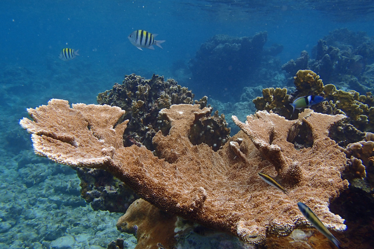 Best Snorkeling on St. Thomas the Boat - Bonus Time Boat Charters in ...