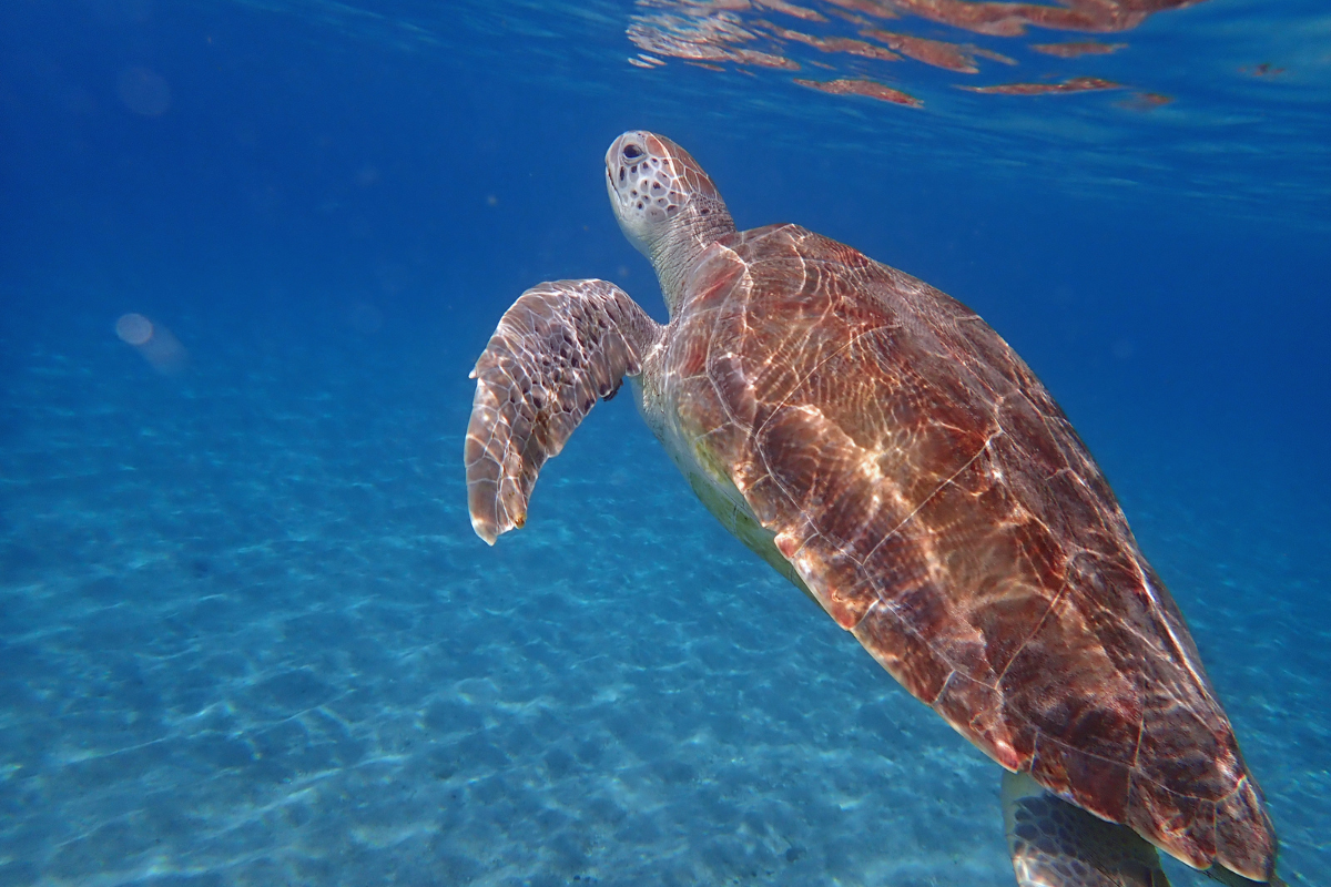 Top 5 Beaches to Snorkel with Sea Turtles On St. John - Bonus Time Boat ...